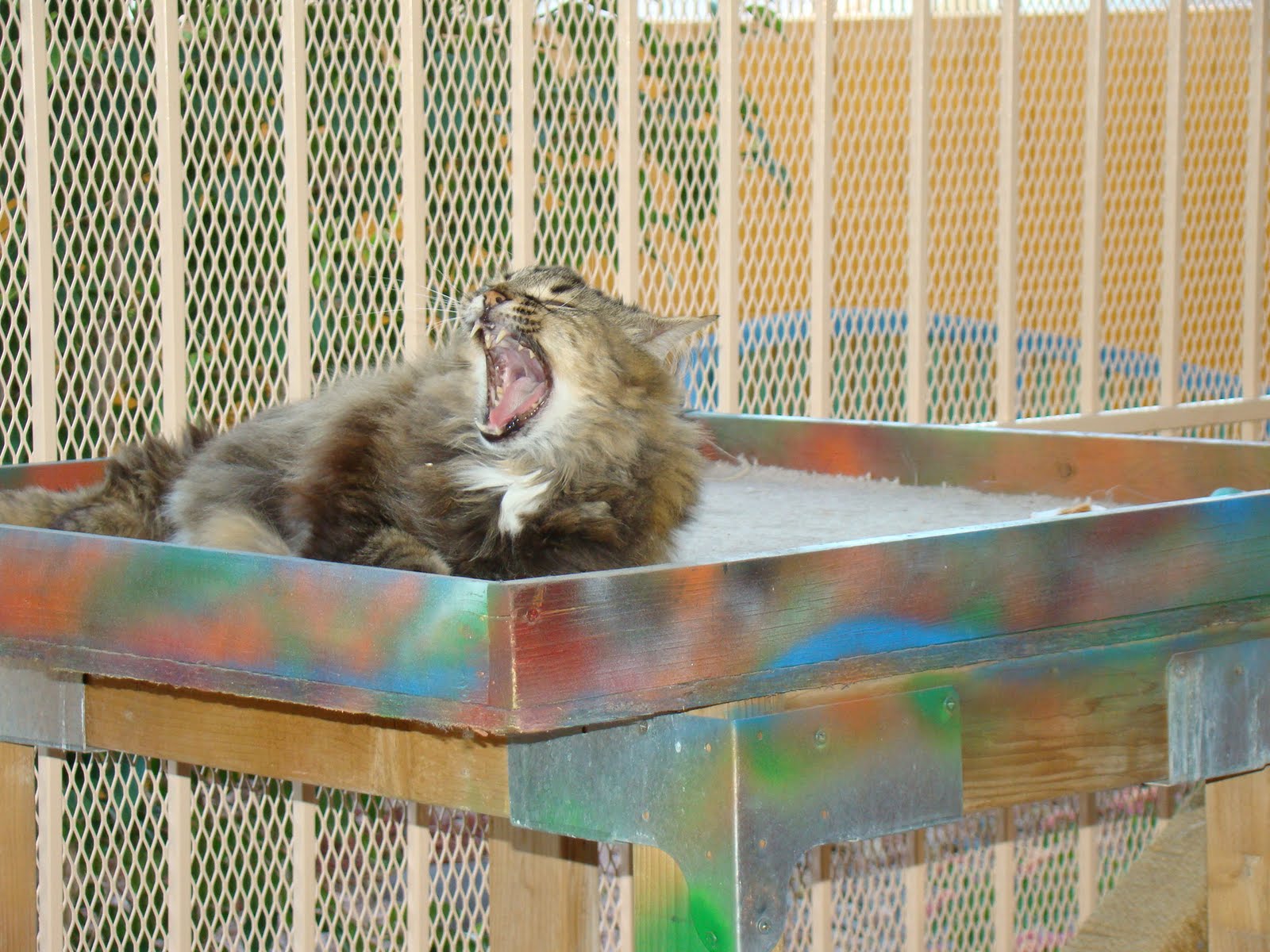 28 HQ Pictures Lentigo Simplex Cats Ears / Texts From Mittens | Catster ...