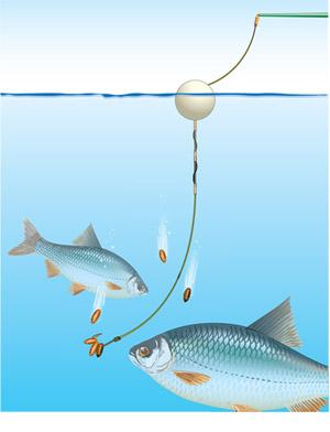 Pescuit şi Metode de Pescuit la Crap ~ Pescuit sportiv, pescuit amator