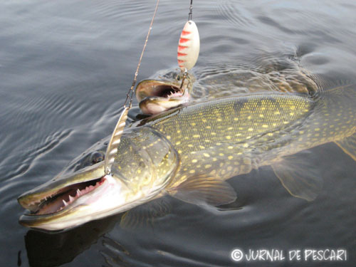 Pescuit şi Metode de Pescuit la Stiuca ~ Pescuit sportiv, pescuit amator