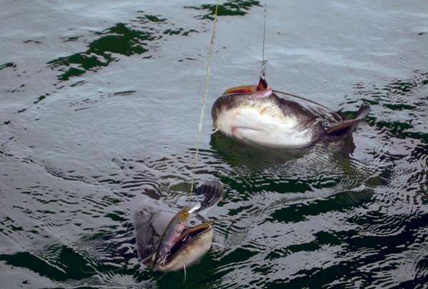 Pescuit Amator la Somn si Cimpul de Lupta ~ Pescuit sportiv, pescuit amator