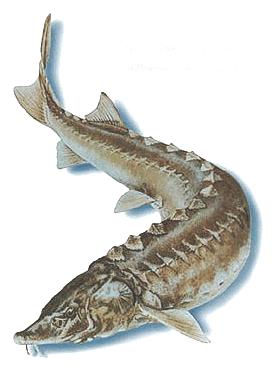 Pescuit Amator si totul despre Sturion . ~ Pescuit sportiv, pescuit amator