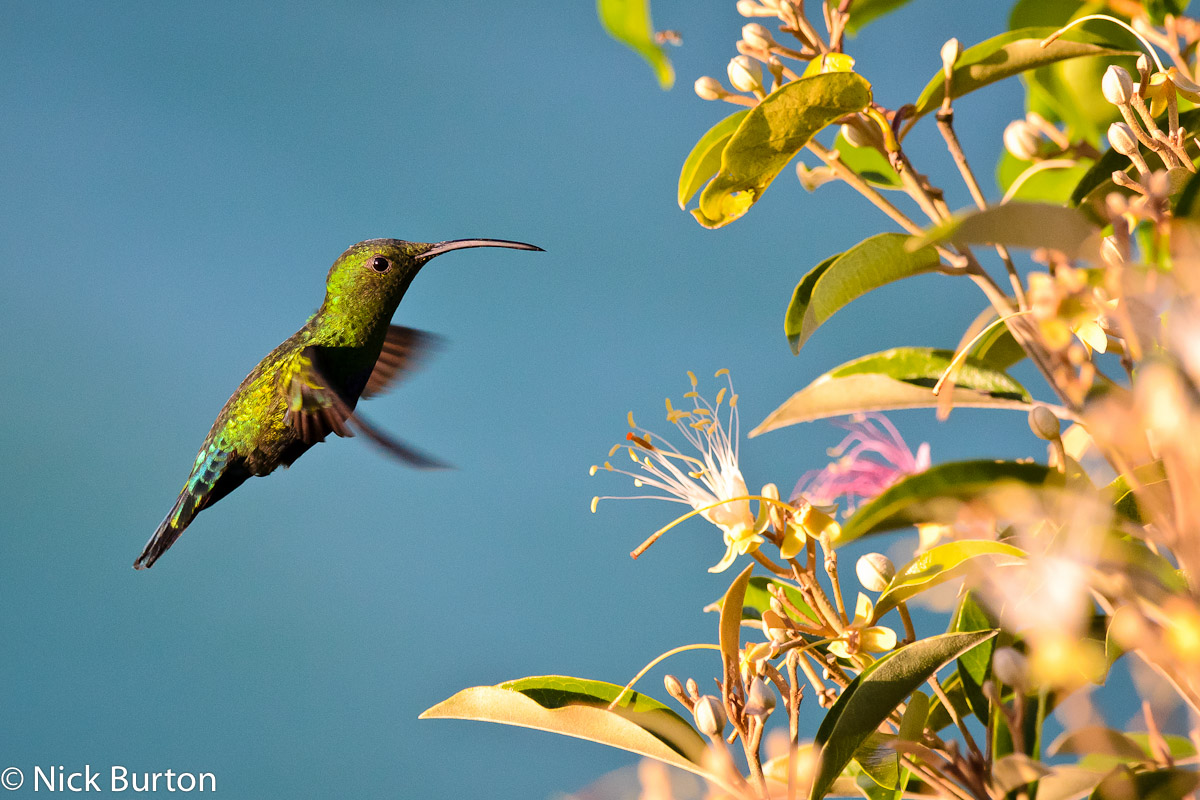 Nick Burton's Wildlife Photography: Antigua - part 1