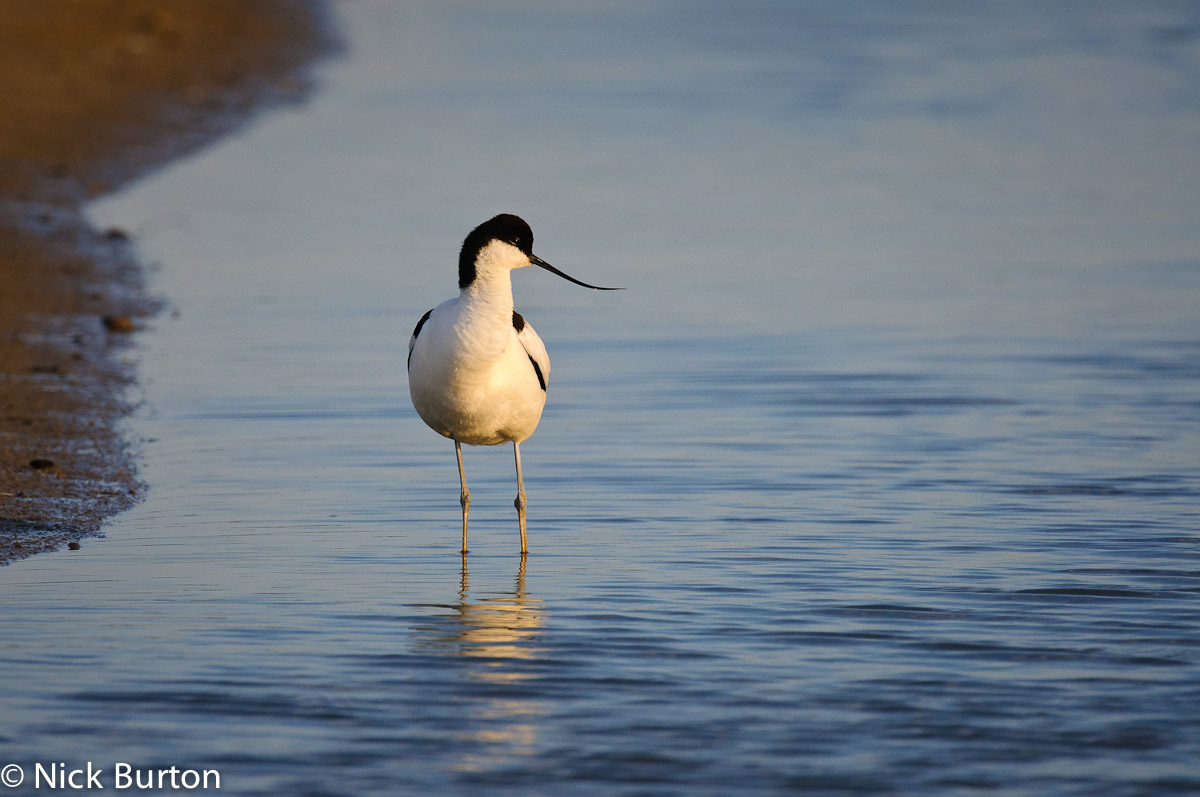 Nick Burton's Wildlife Photography: A Look Back at 2010