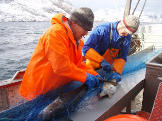 Inside the Atlantic Cod Fishery: From Sea to Stockfish: Lofoten’s ...