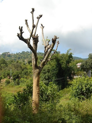 Namaste World: Amazing trees of Nepal