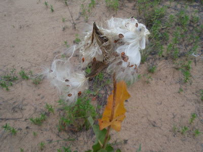 Strolling the Remnants: Sand Prairie Conservation Area