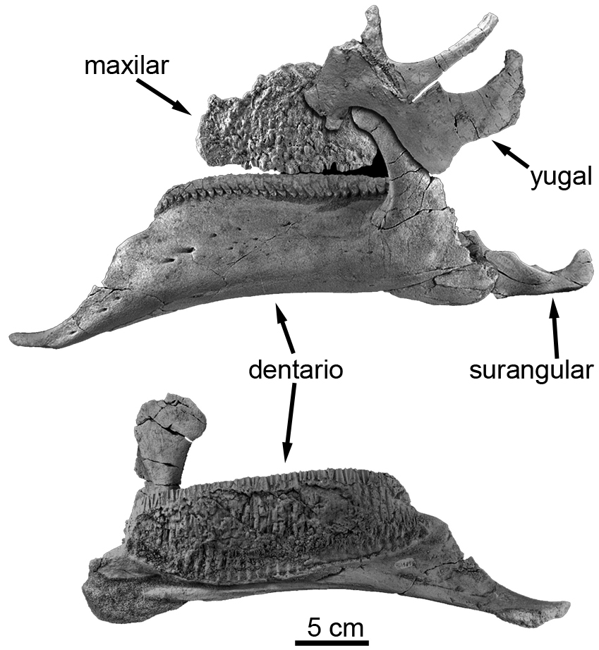 TIERRA DE DINOSAURIOS: Científicos españoles descubren en Huesca un ...