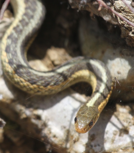 Kalamazoo Seasons: Spring snakes
