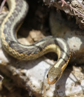 Kalamazoo Seasons: Spring snakes