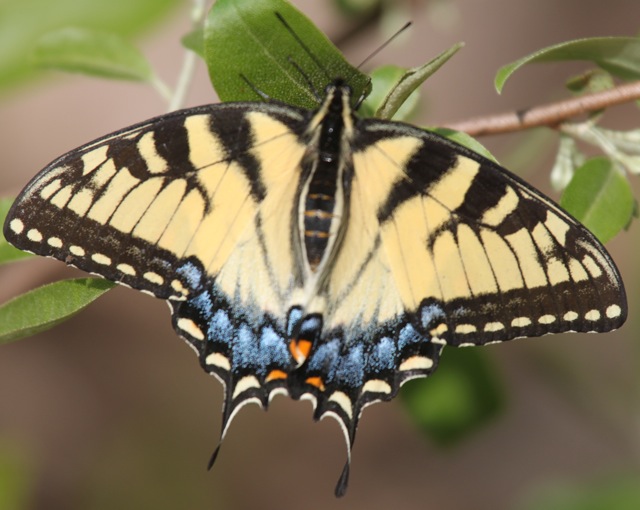 Kalamazoo Seasons: Swallowtail