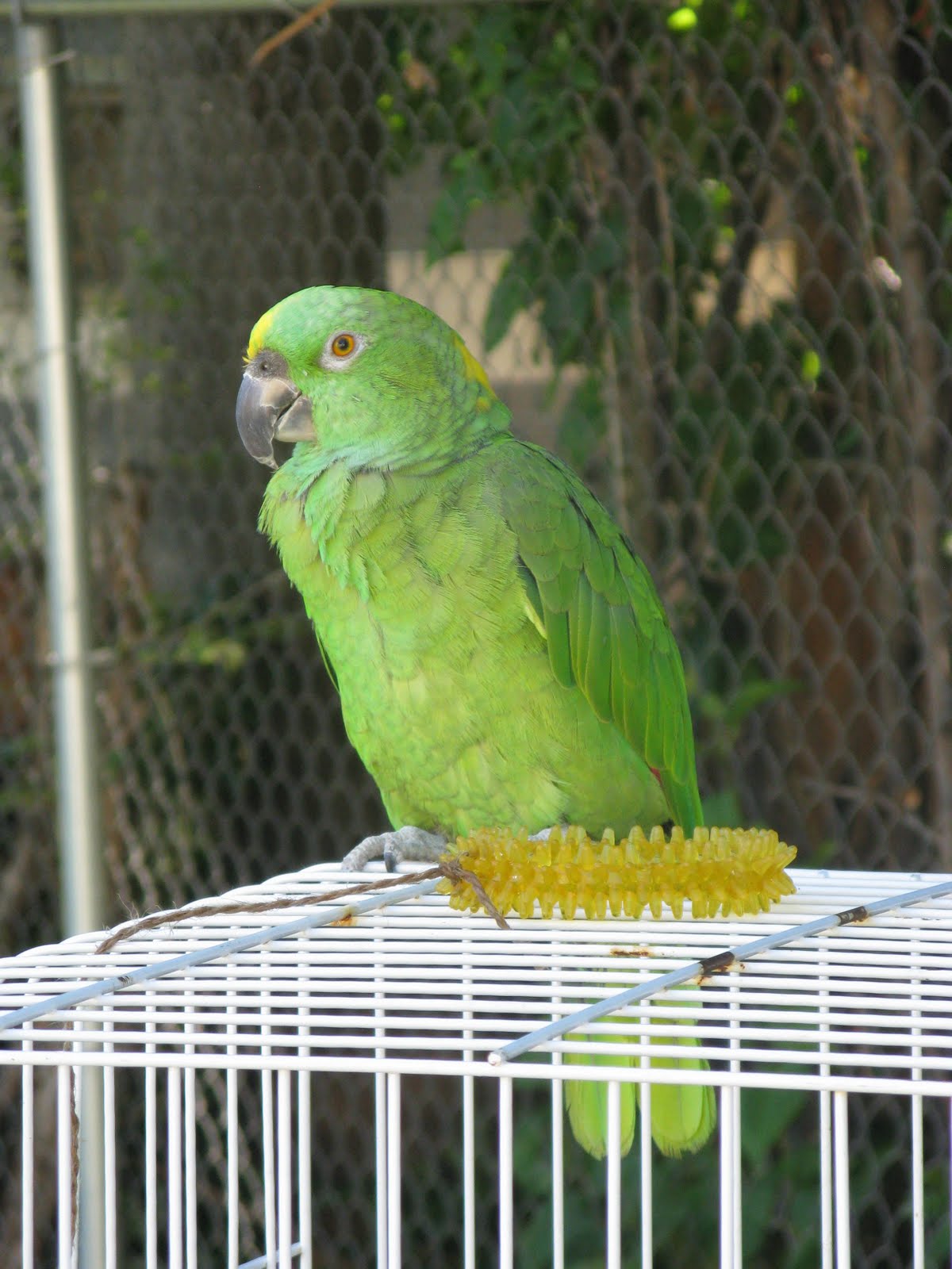 Parrot Cottage: Yellow-Naped Amazon Parrot
