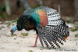 English Word of The Day: Turkey(s) (bird) | SpanishDictionary.com Answers