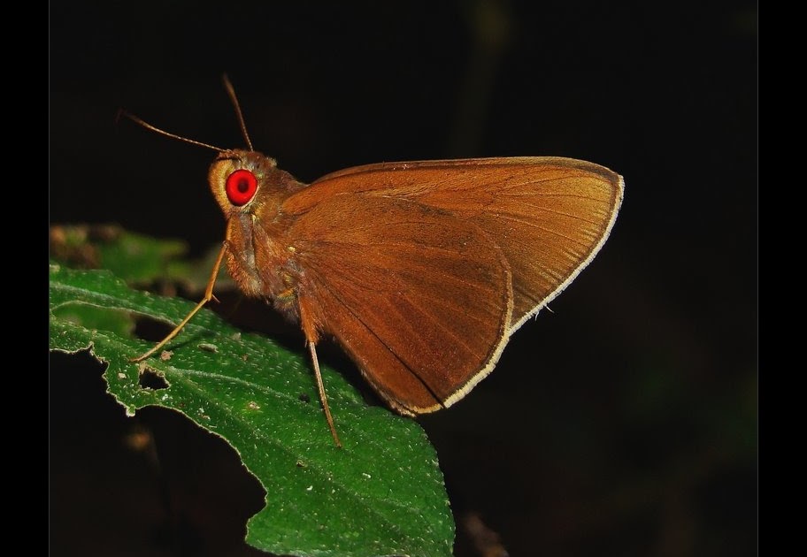 Monsoon Trails Check-list