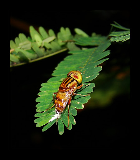 Diptera of Mumbai
