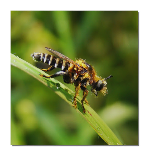 Diptera of Mumbai
