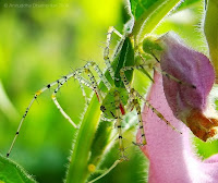 The Ultimate Spinner - Spiders