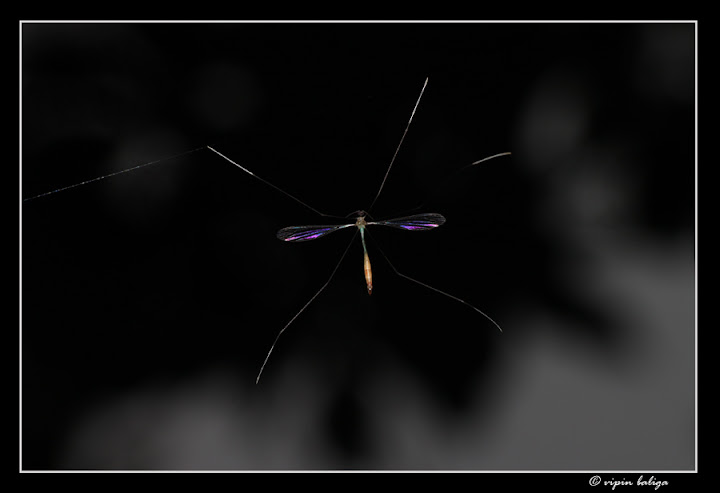 Diptera of Mumbai