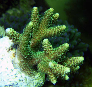 tutto coralli: ACROPORA PROSTRATA