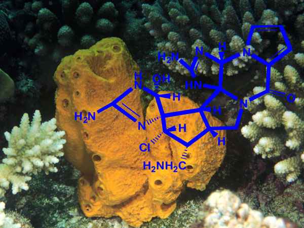 Marine Natural Products: Marine sponges; a potent source of bioactive ...