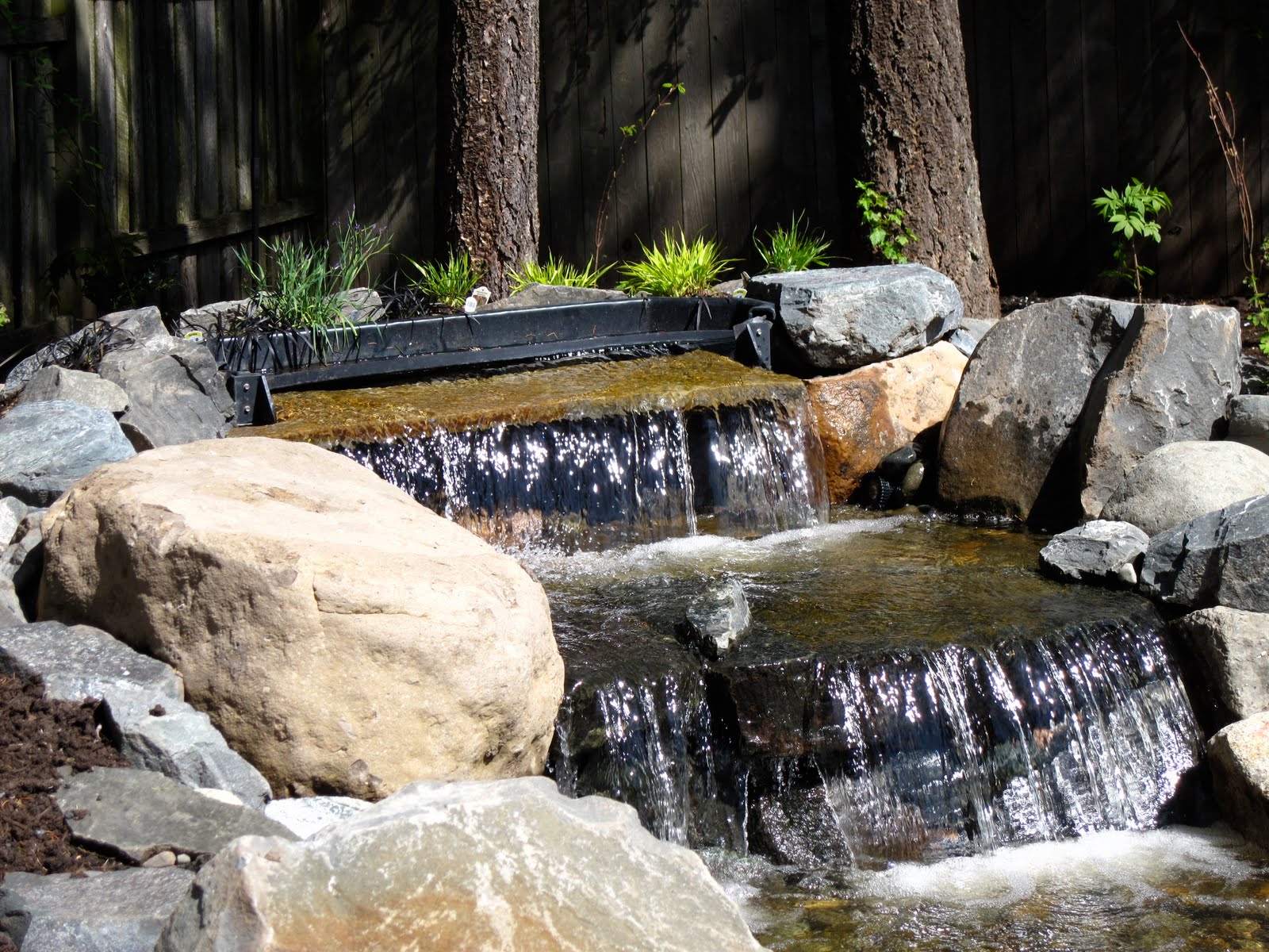 Bonney Lassie: Perennials and Ornamental Grasses Around the Waterfall
