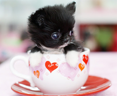 Funz -Funz: Very Cute Little Puppies