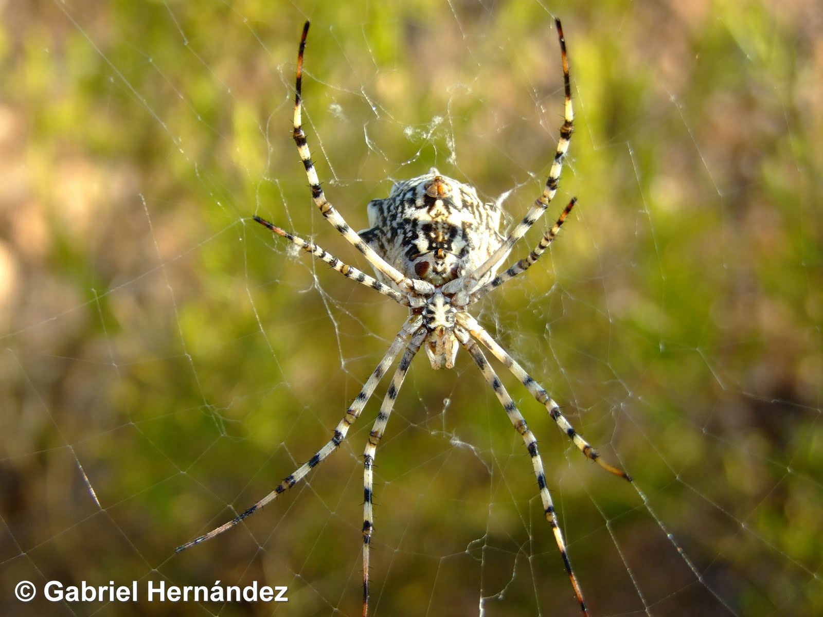 EL RINCÓN DEL VIEJO FORESTAL: ARAÑA TIGRE (Argiope lobata)