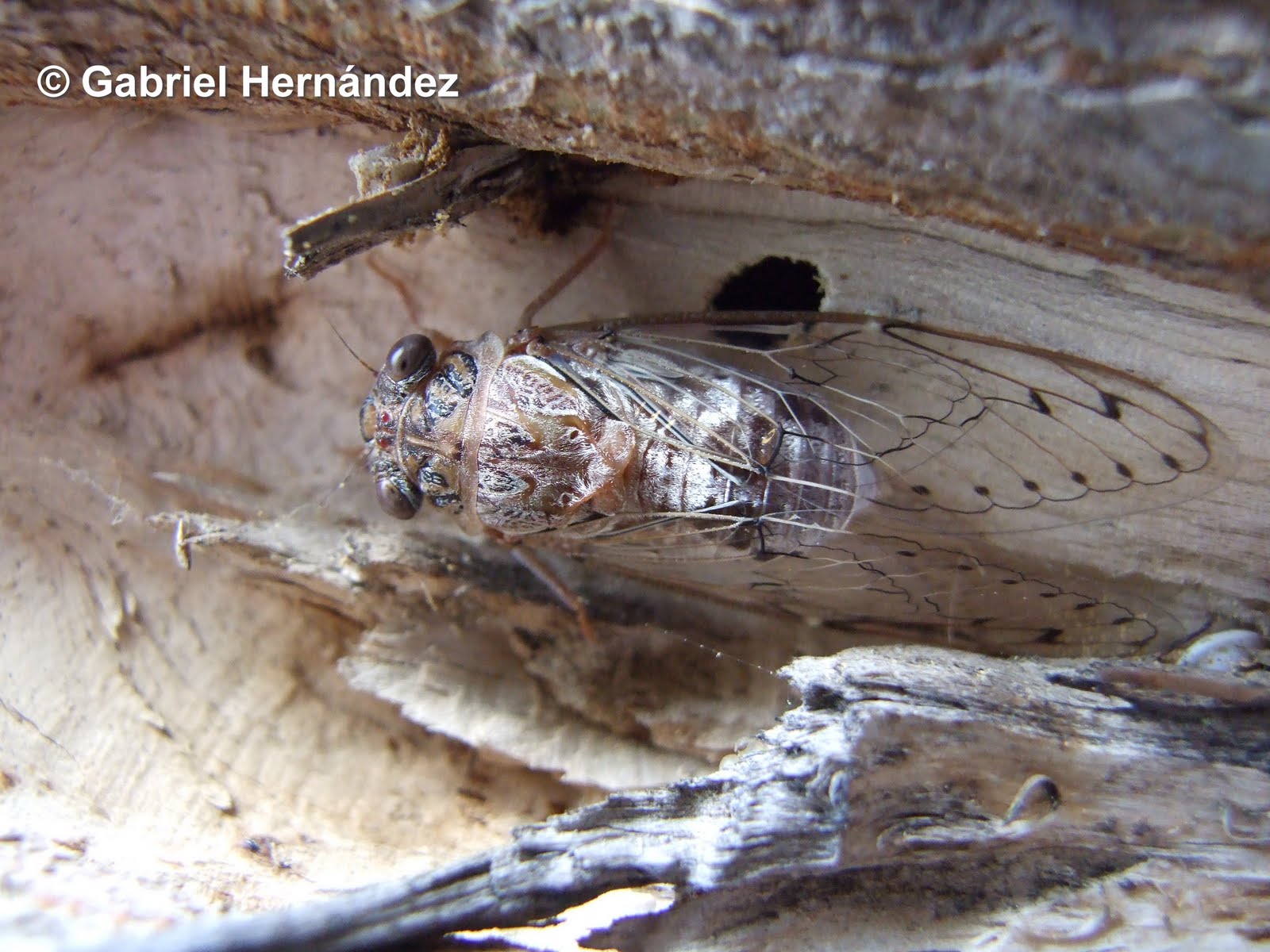 EL RINCÓN DEL VIEJO FORESTAL: CHICHARRA (Cicada barbara)