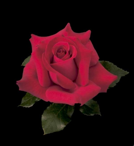 Flower Photos: Red Hybrid Tea Roses