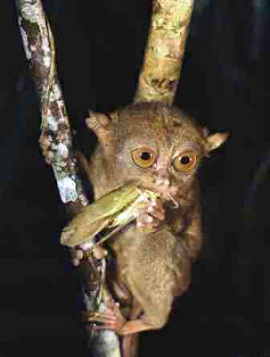 FLOWERSBLOOMS by "Elvie": An Interaction with the World's Smallest ...