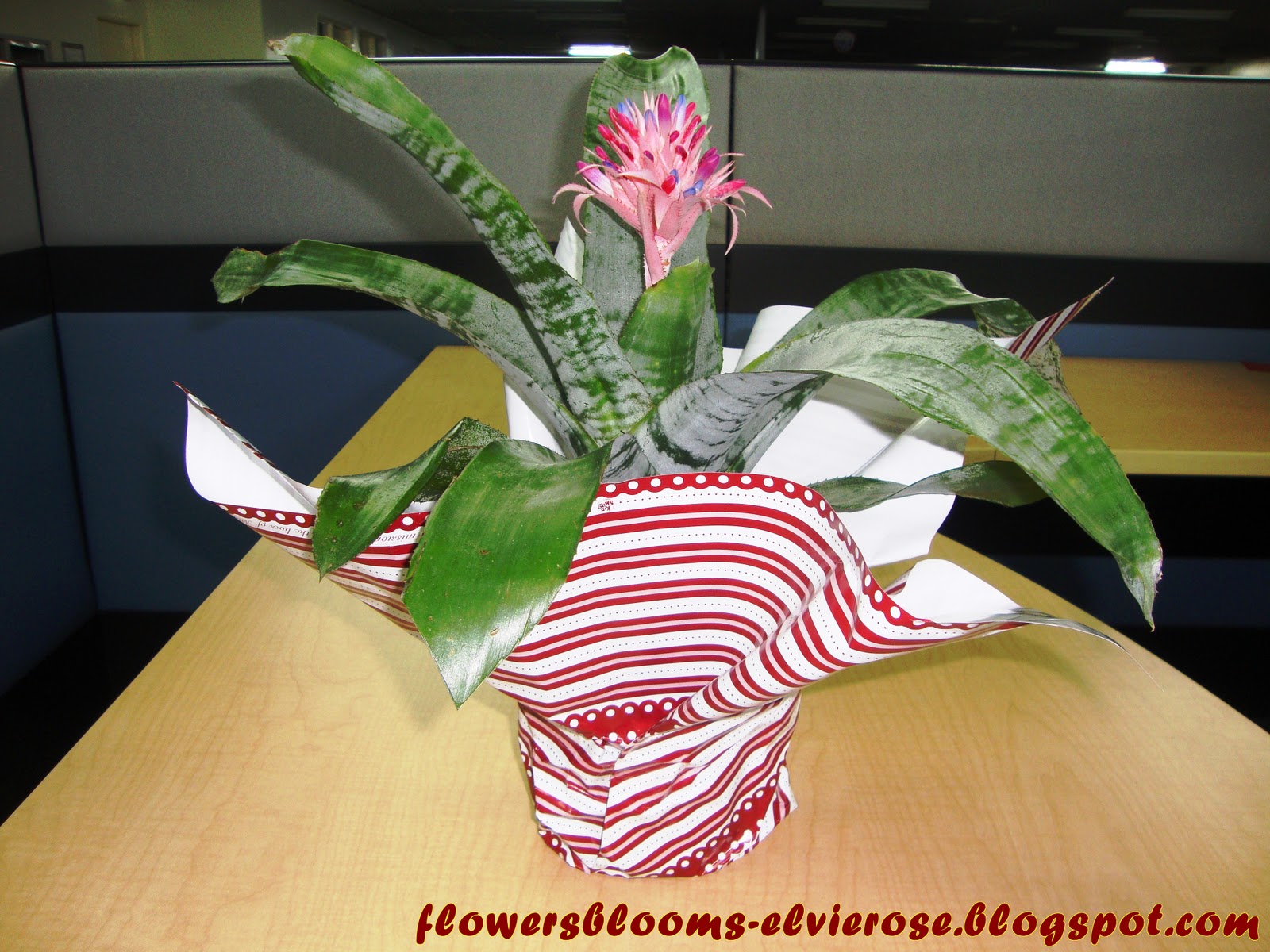 FLOWERSBLOOMS by "Elvie": A Get Well Plant and Get Well Wishes