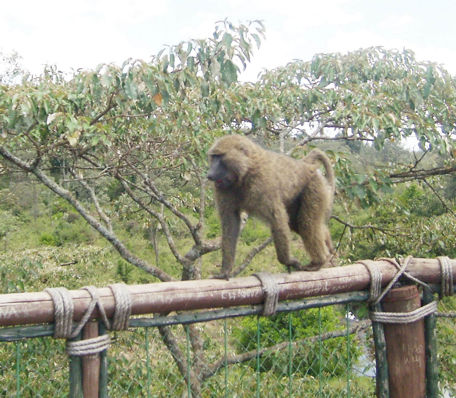 Greers in Kenya: Nairobi Safari Walk - Two trips on 8 and 26 December 2010