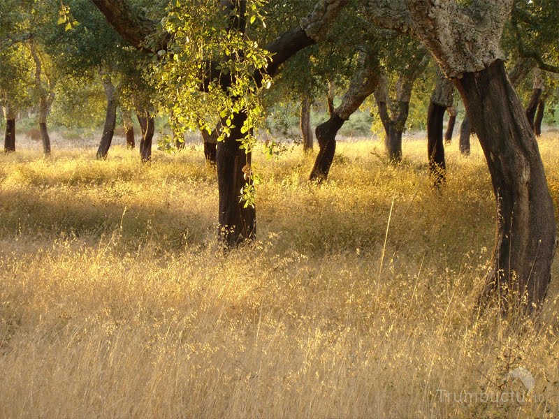 trumbuctu: pelo montado