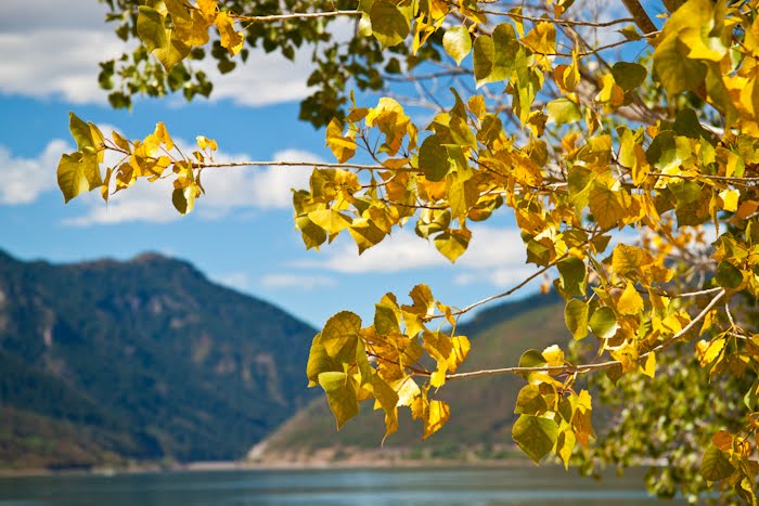 Utah Fall Color Watch: The oaks are starting to turn red for Northern ...