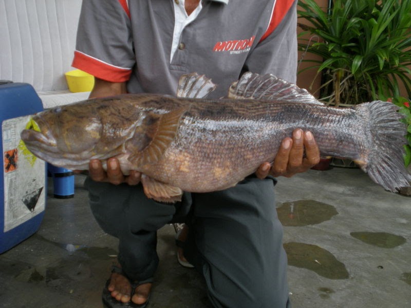 Projek Ikan Ketutu: Guide To Soon Hock