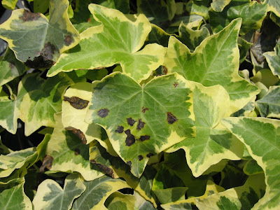 Offshoots: Plant Pest: Bacterial Leaf Spot on Ivy