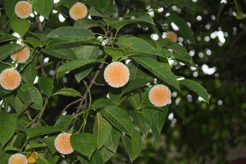 Maveric Thoughts: Kadam ka tree