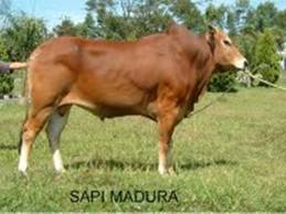 Belajar Ngeblog: jenis - jenis sapi