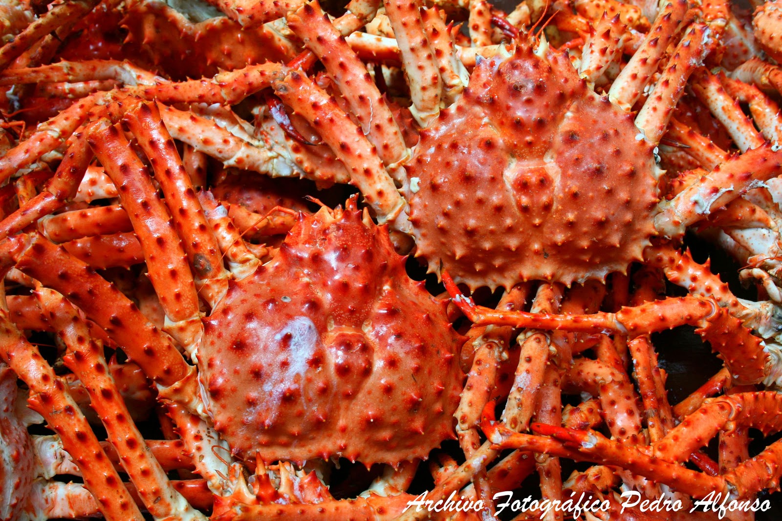 Zorro Corredero de Cadalso de los Vidrios: Mercado de Angelmó en Puerto ...