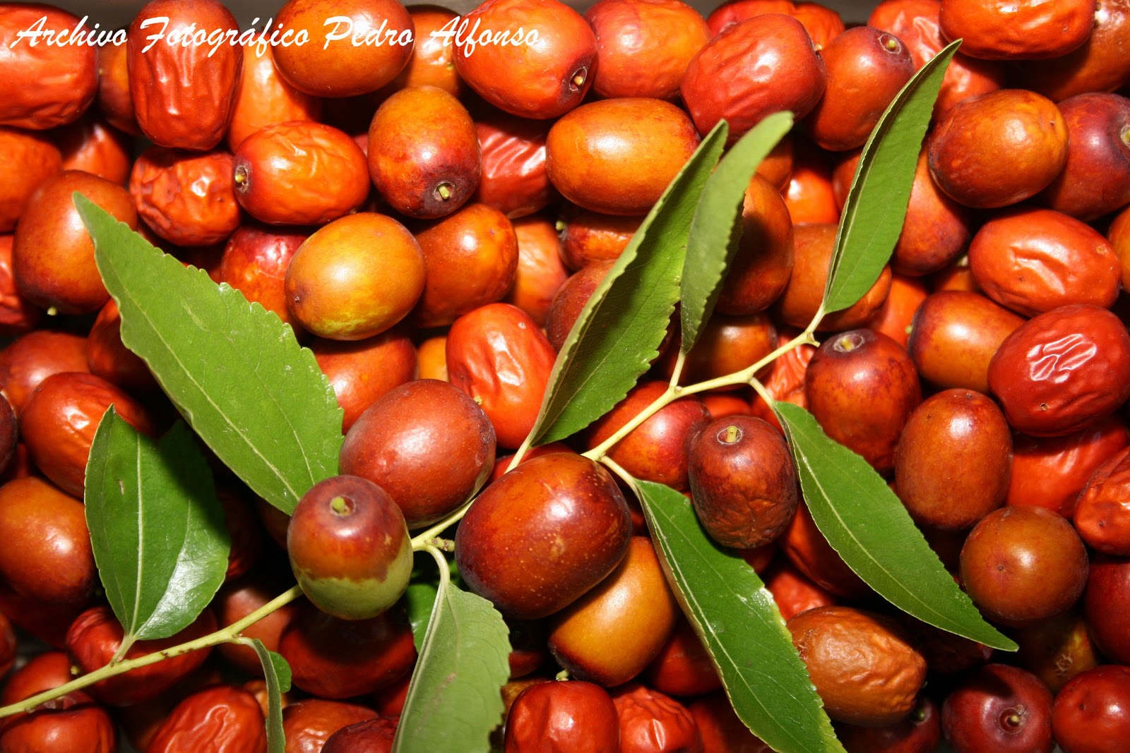 Zorro Corredero de Cadalso de los Vidrios: Azufaifas de Cadalso, todo ...