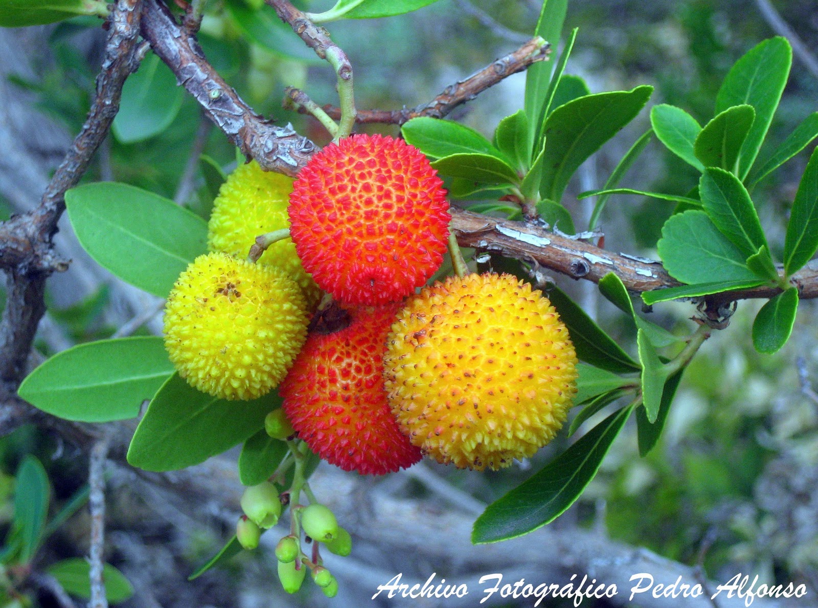 Zorro Corredero de Cadalso de los Vidrios: Salvemos nuestros frutos de ...