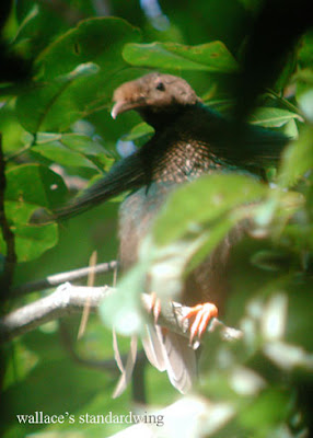 Birds of Paradise: Semioptera wallacii - WALLACE’S STANDARDWING BIRD OF ...