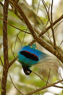 Birds of Paradise: Paradisaea rudolphi - Blue Bird-of-paradise