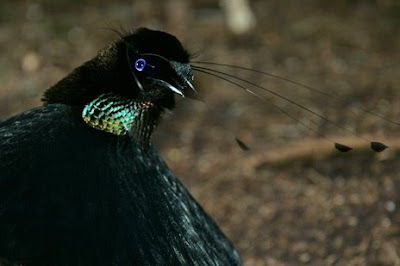 Birds of Paradise: Parotia sefilata - Western Parotia