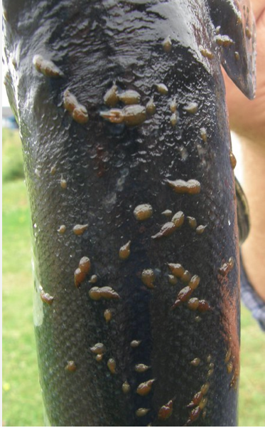 Pool 32 Mag: Sea lice is a rapidly growing problem - why? - fish ...