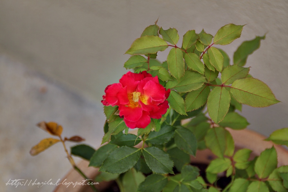 My Small Kitchen: Bunga Ros