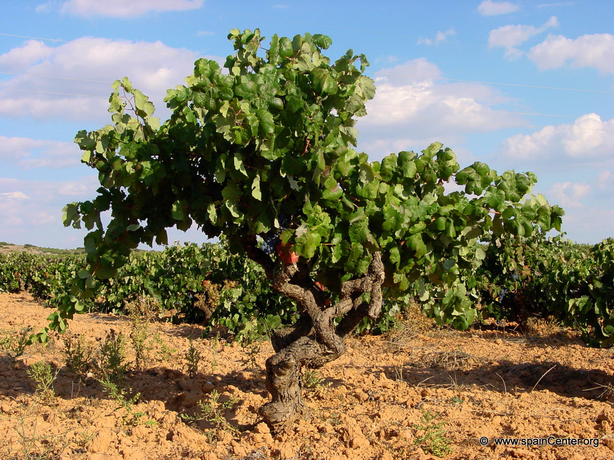 Aula Teológica de Cerredo: Yo soy la vid verdadera