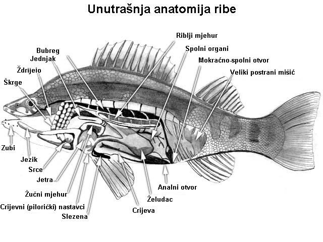Plovkarenje ribolov: Mišići Kod Ribe