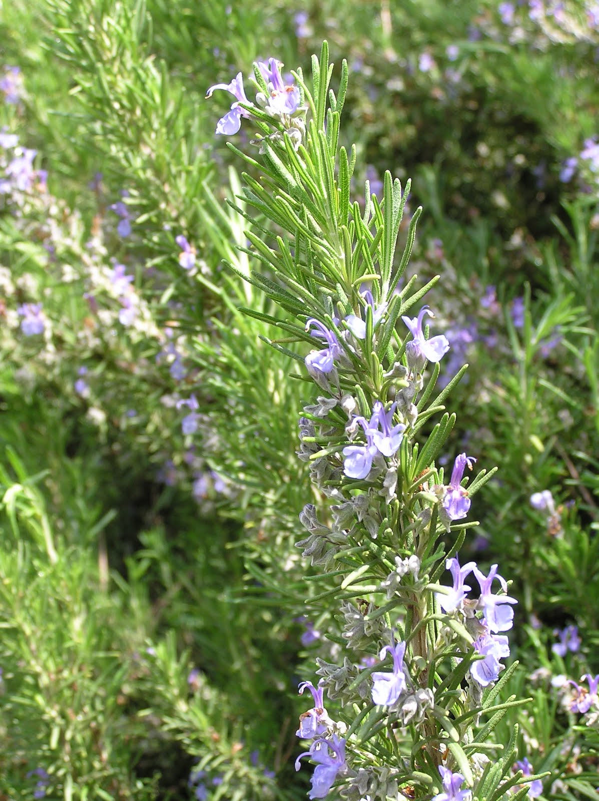 Prirodom do Zdravlja: Ruzmarin - Ljekoviti Recepti