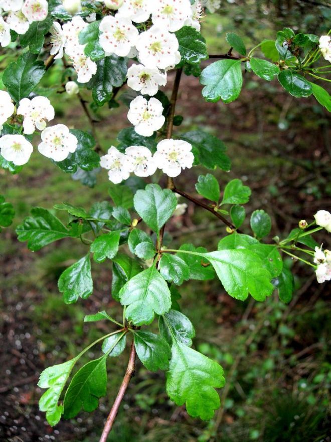 Prirodom do Zdravlja: Ljekoviti Bijeli Glog