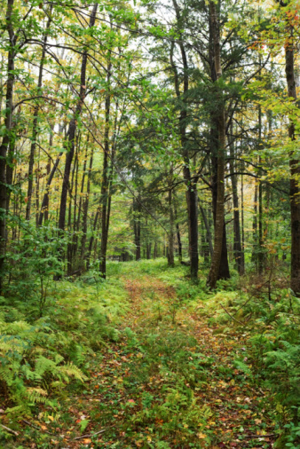 Ohio State Forests achieve 'Sustainability Recognition - Gr8LakesCamper